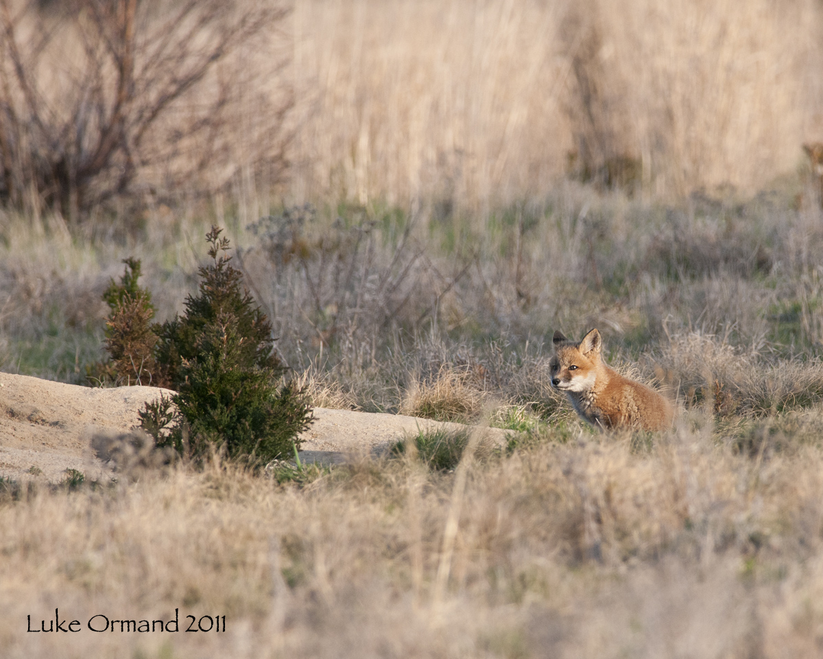 Wild Long Island Photography Blog