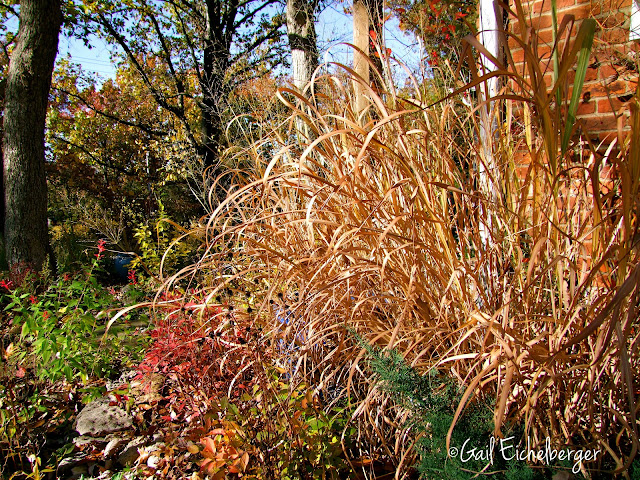 clay and limestone: Itea virginica, A Perfect Autumn Partner
