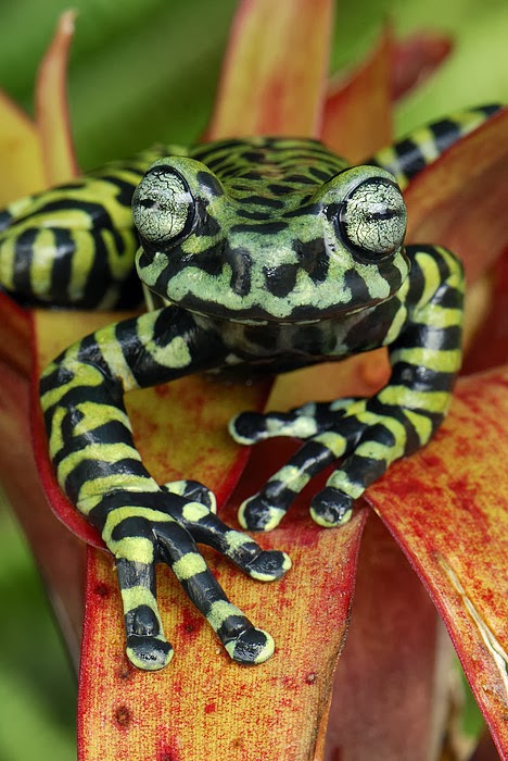 Princesa Rana: De colores