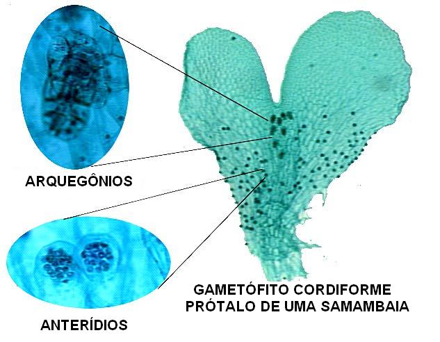 descobrindo a ciência: Pteridofitas