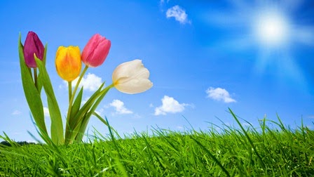 Inilah Jenis-Jenis Bunga Tulip Yang Paling di Kenal - Ragam Tanaman