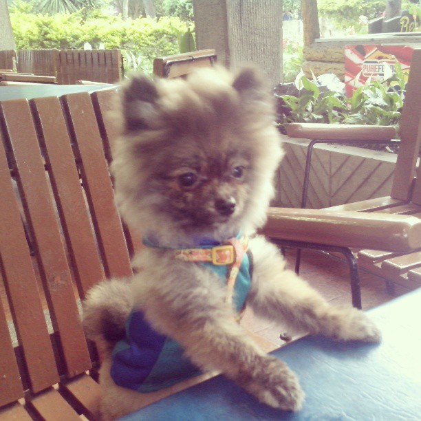 Samut Sari Atbp.: Featuring! The Celebrity Pets