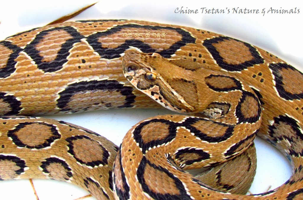 Animal Snapshot: Russell's Viper (Daboia russelii)