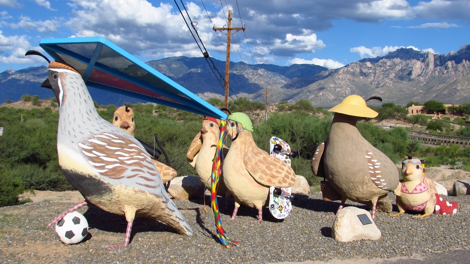 Tucson Daily Photo ~: Quail Trail