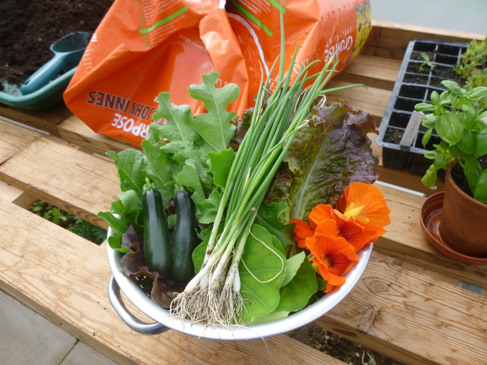 Our New Life in the Country: How Do You Grow Food?