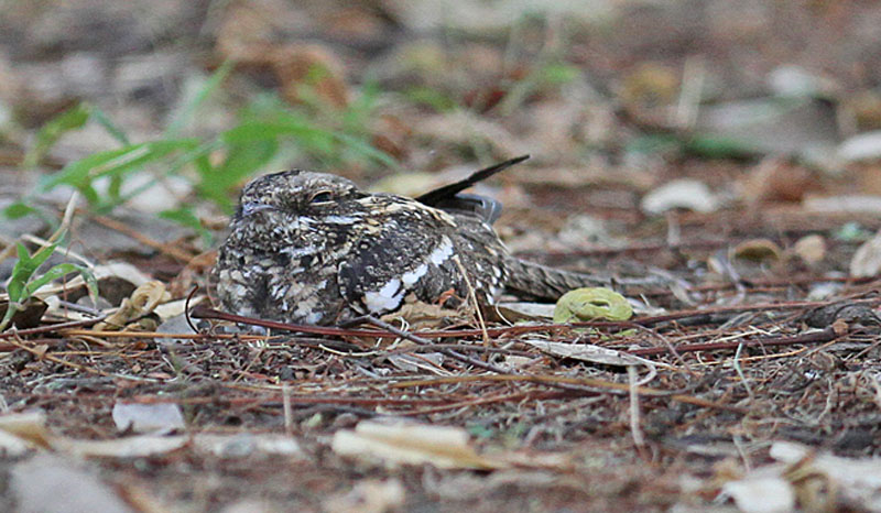 Simon and Karen Spavin: Nightjars