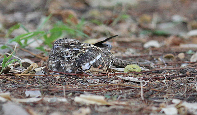 Simon and Karen Spavin: Nightjars