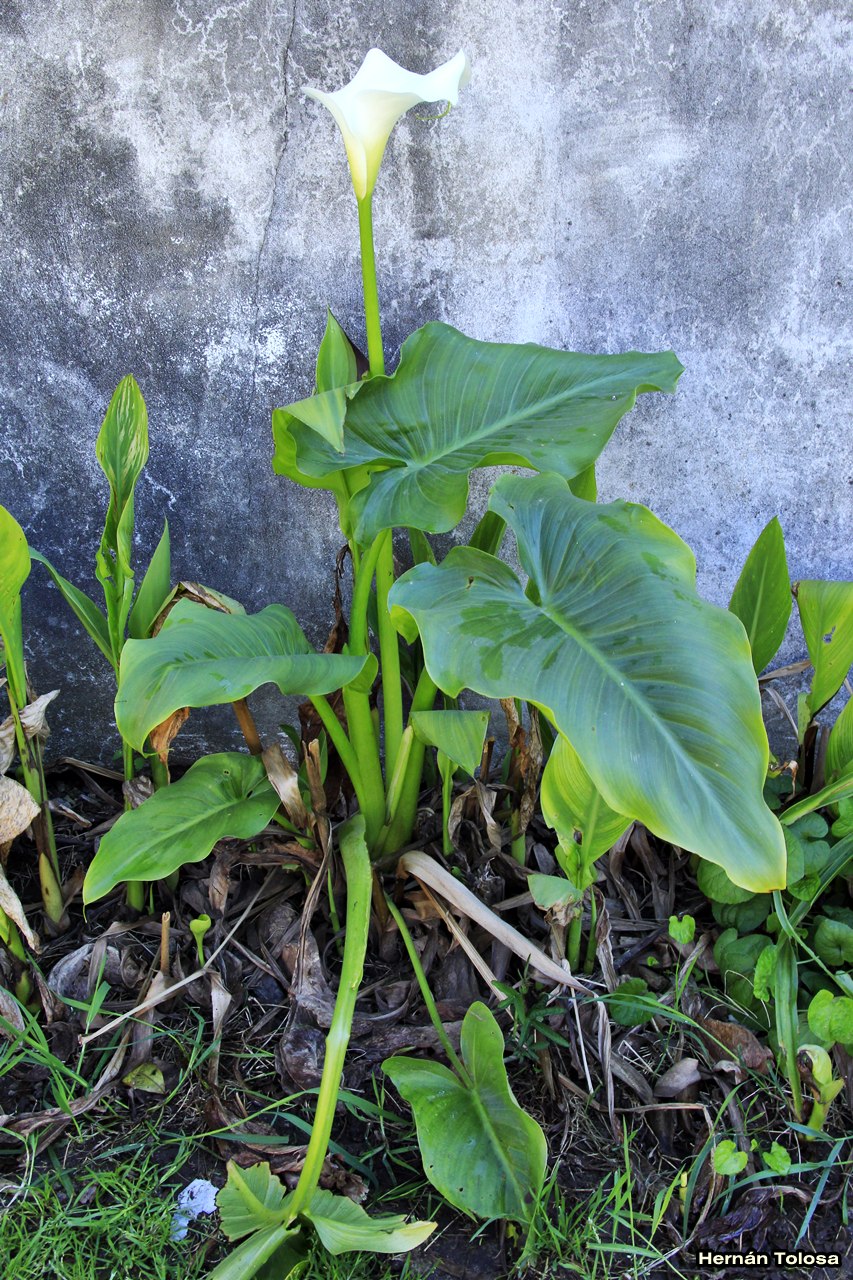 Flora Bonaerense: Cala (Zantedeschia aethiopica)