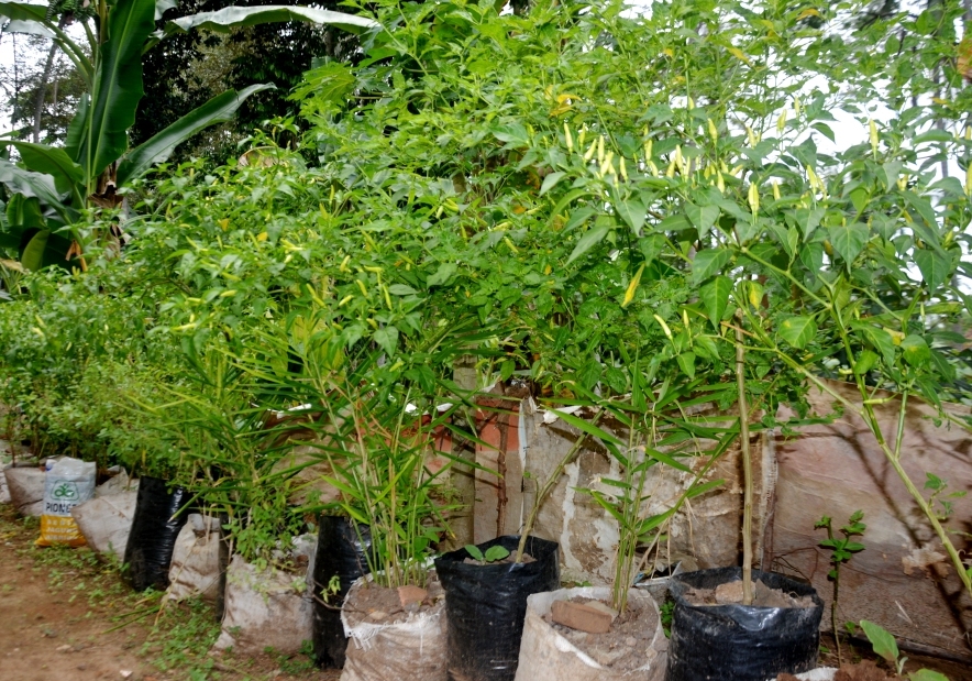 Pembibitan Berbagai Macam Jenis Cabai: cara menanam cabe rawit di polybag