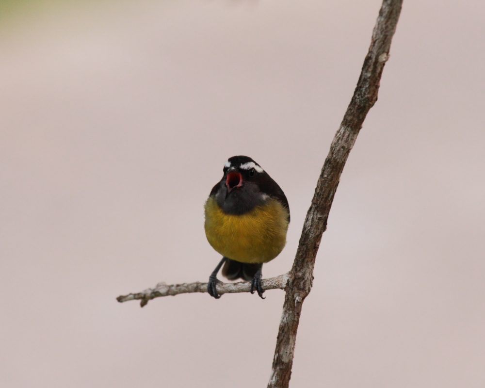 The Nomadic Naturalist: Dominican bird highlights