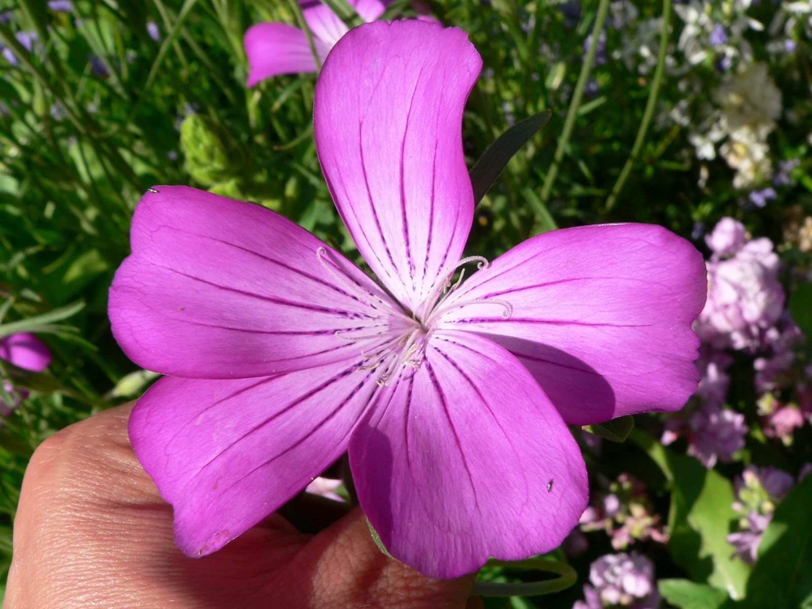 Aggregata Plants & Gardens: Spring has sprung in my Macedon garden 2013