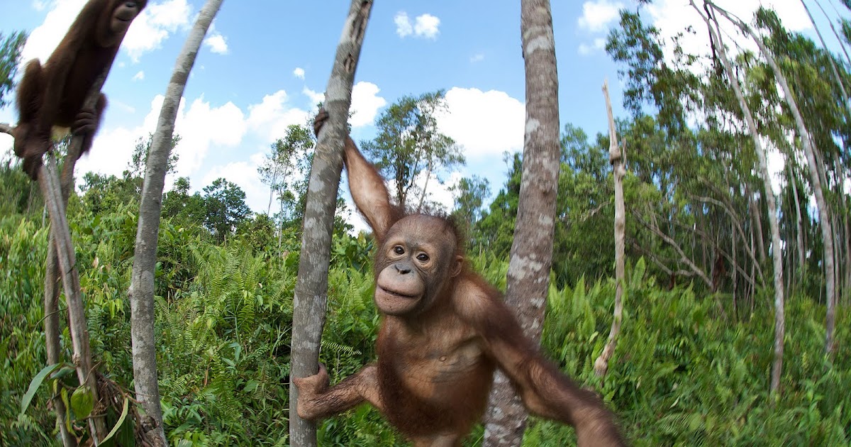 Stamford Notes: Giant Apes!