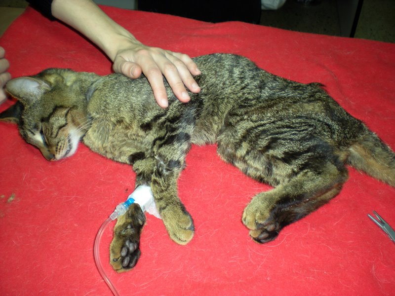 Que hacer en caso de deshidratación en animales - Veterinario S O S