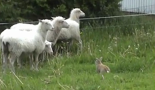 The Presurfer: Champis - The Herding Rabbit