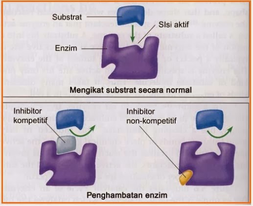 ENZIM DENGAN BEHAVIORALNYA - Biology Page