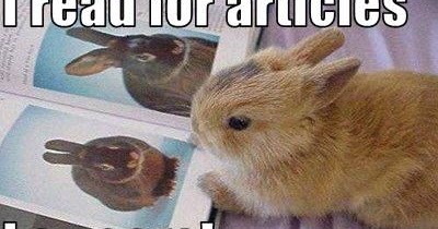 Rabbit Ramblings: Funny Bunny Monday Meme*day