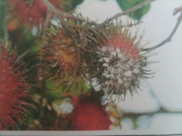 SOP - Farm Management For Eportation of Fresh Fruits to USA. | STESEN ...