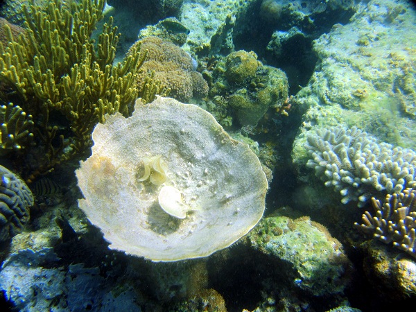 Palawan Place: Calumbuyan Coral Reef