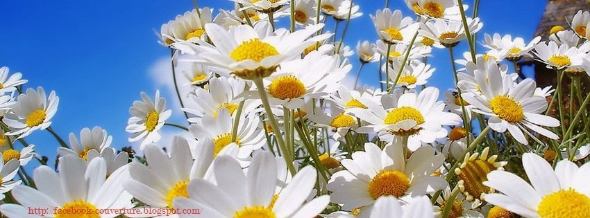 LolSeen: Facebook couverture vivante