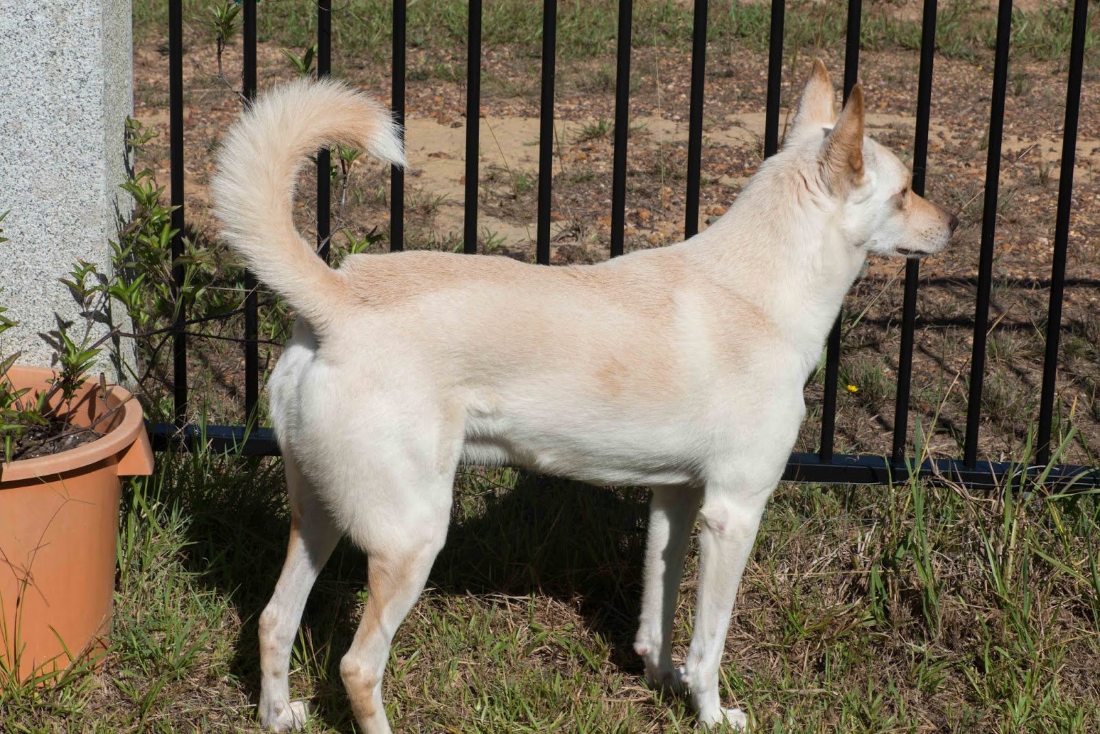 Wild born Canaan dogs of Saudi Arabia: Update on the genetic study of ...