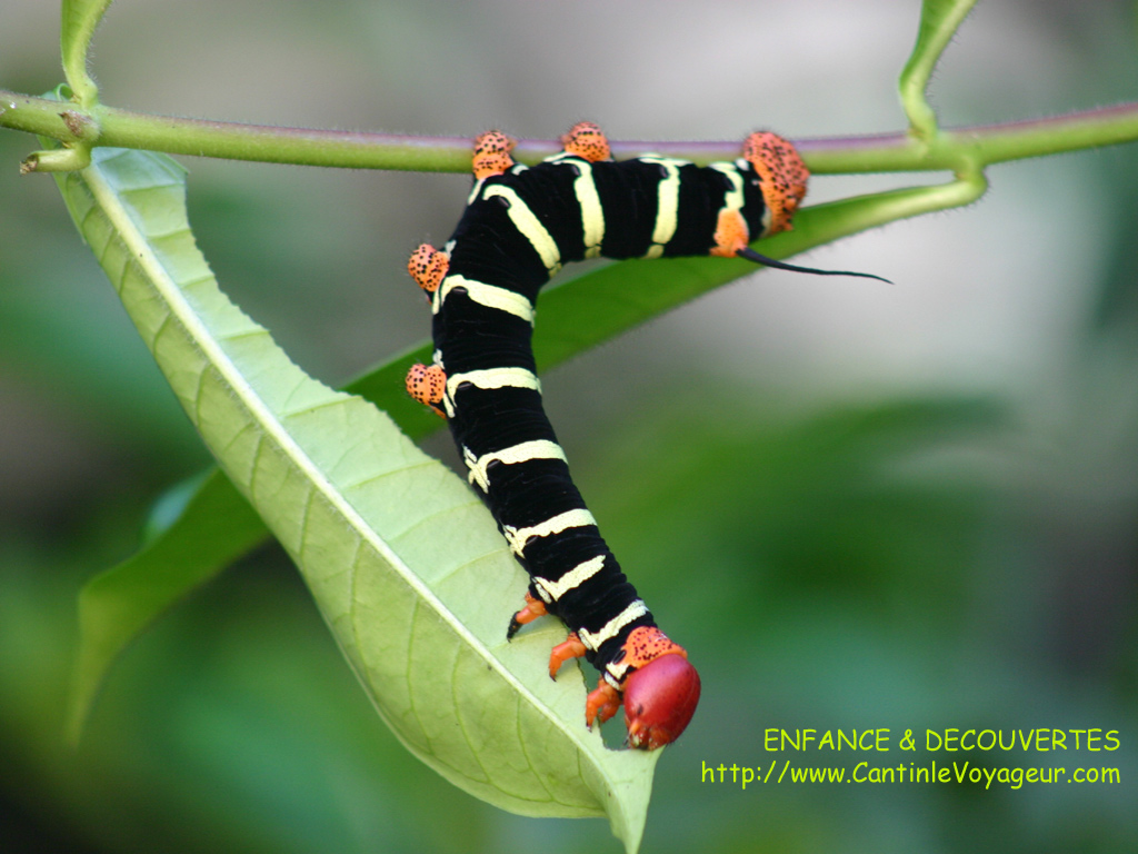 EVE AND CO: La chenille rasta....