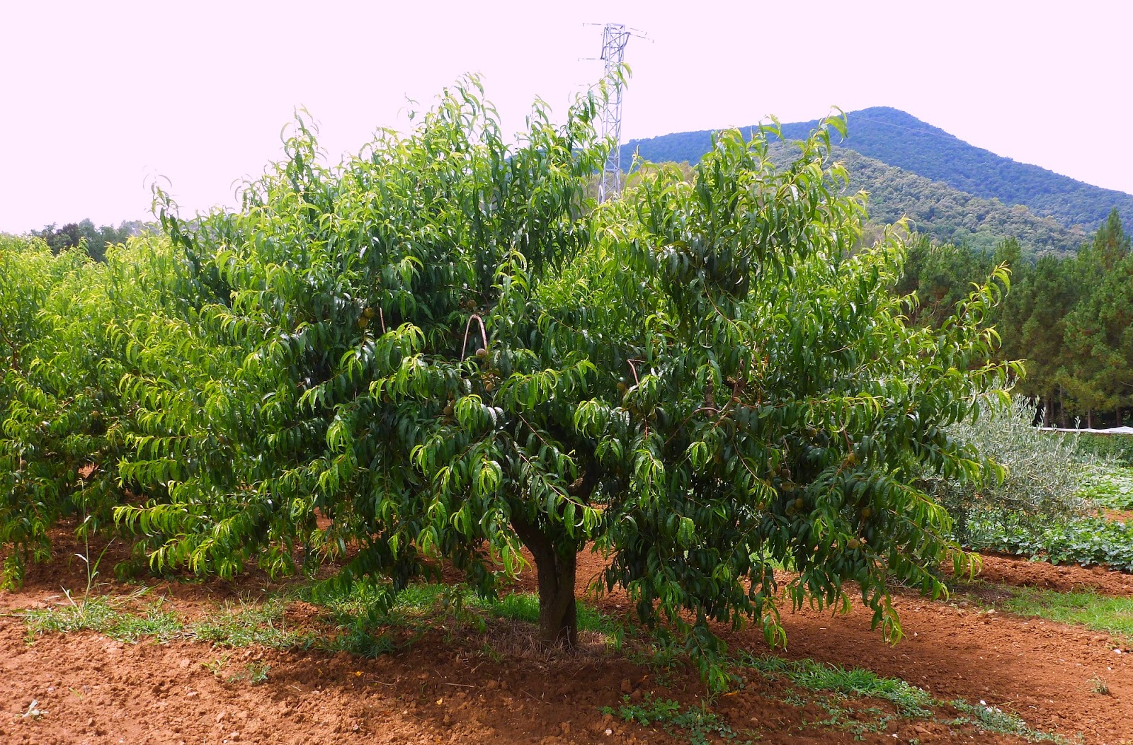 Árboles con alma: Melocotonero. Presseguer. (Prunus persica)