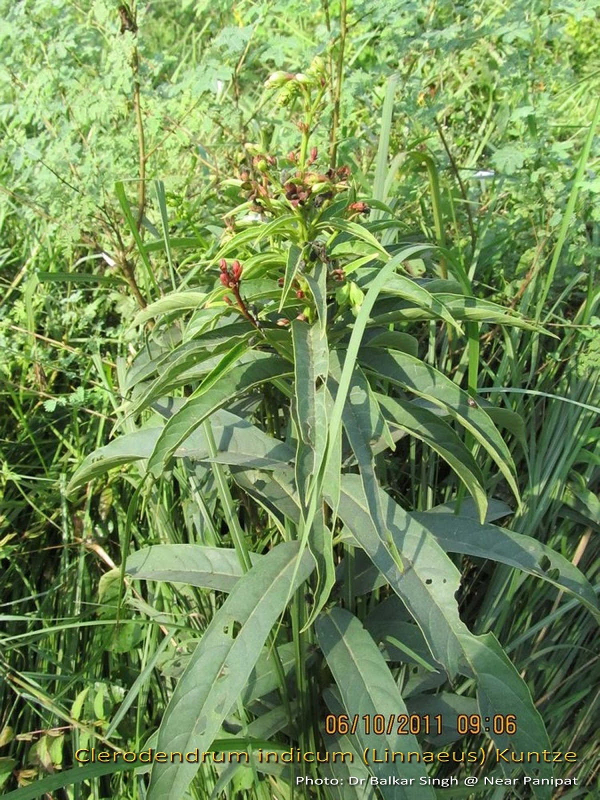 Medicinal Plants: Clerodendrum indicum Turks Turban Tube Flower ...