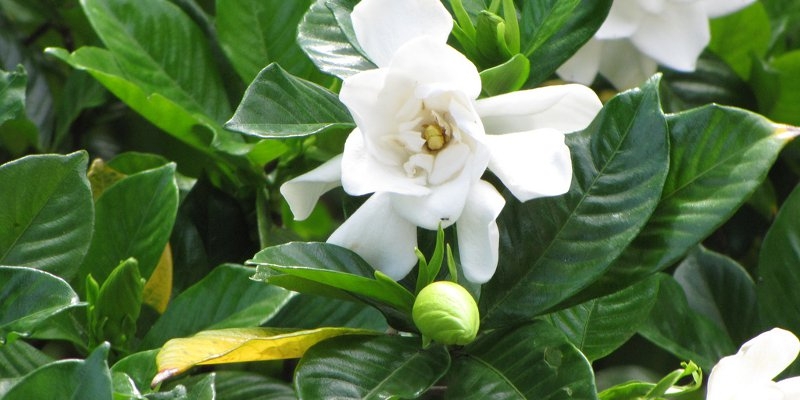 55+ Baru Bunga Ceplok Piring, Gambar Bunga