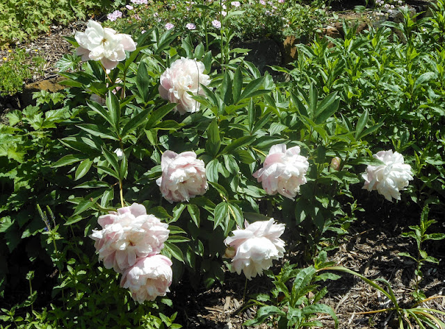Garden State Roses: Reeves Rose Garden Update