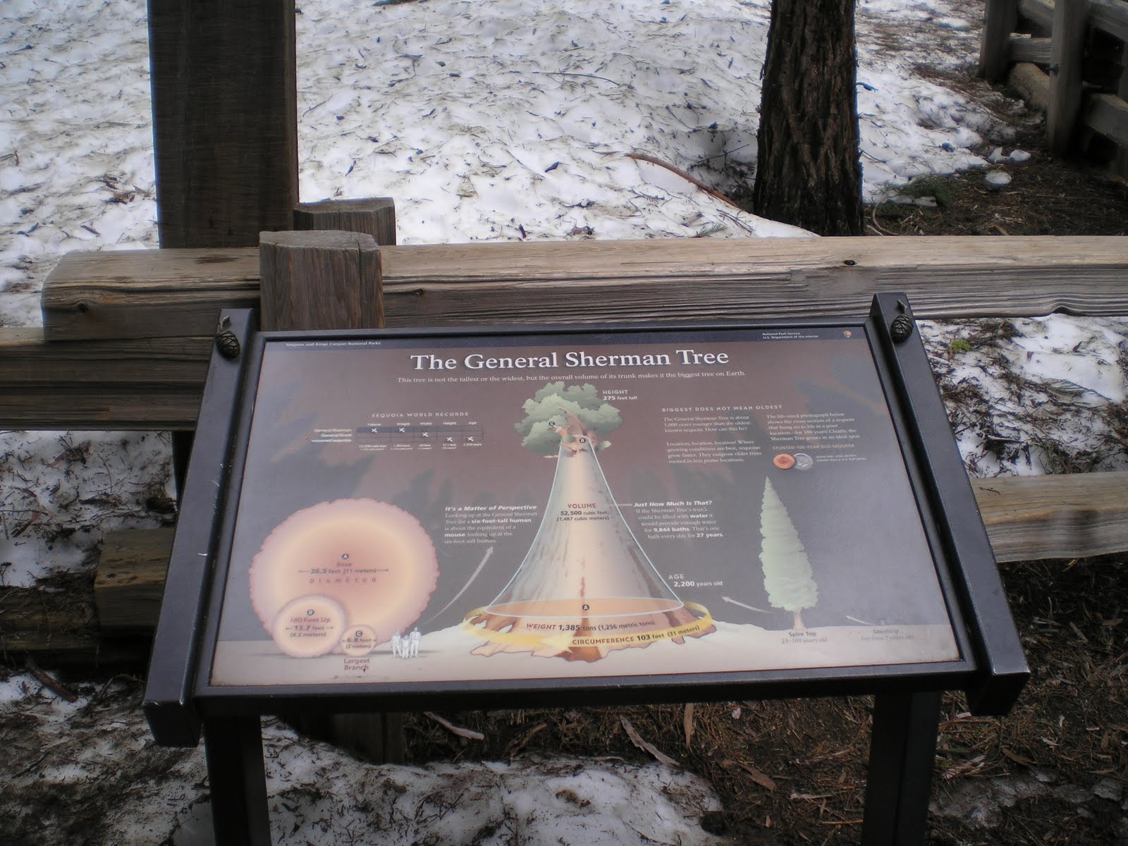 The Road Genealogist: The World's Biggest Tree: the General Sherman Sequoia