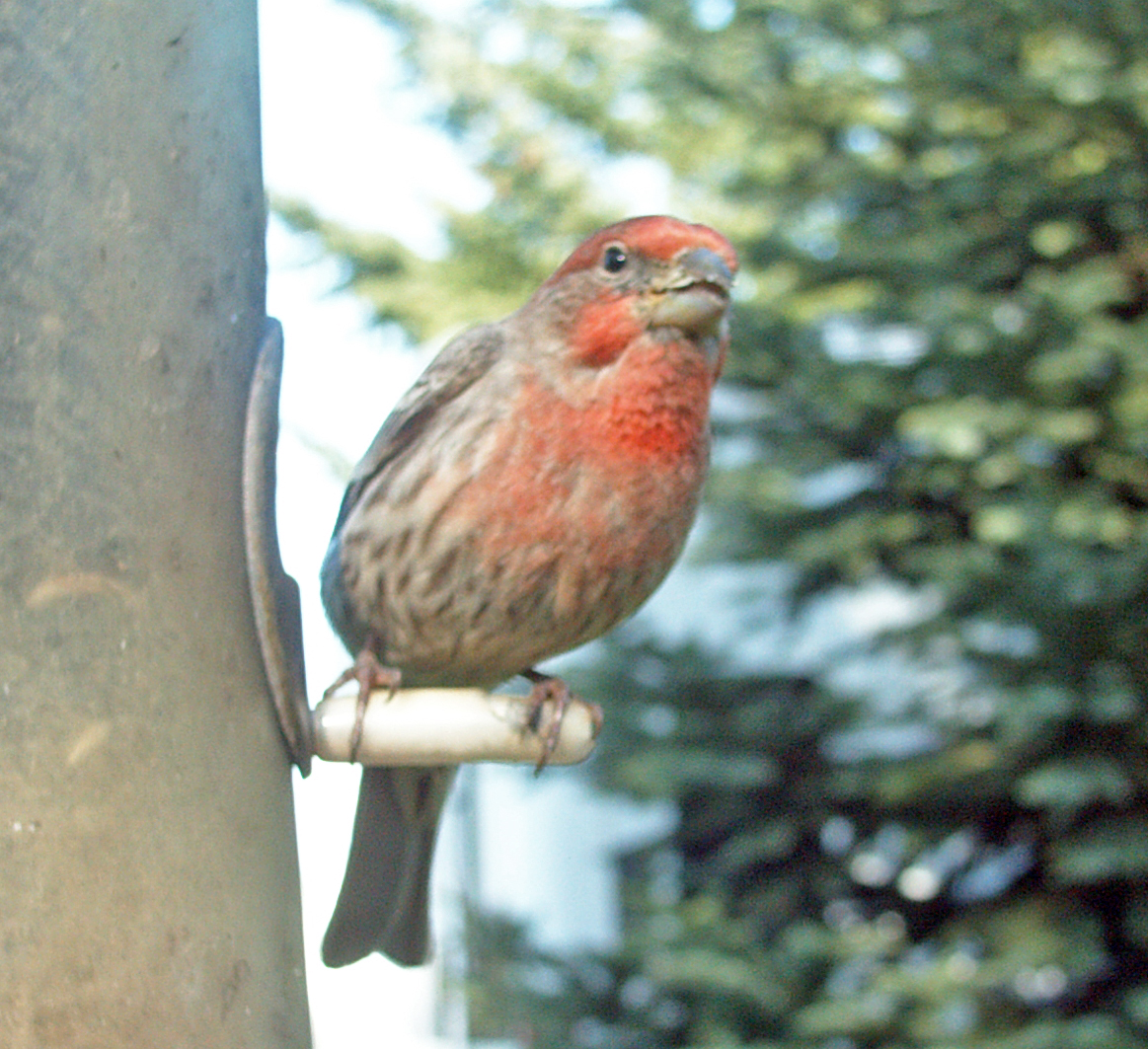 Cat Patches: Short Sunday Post