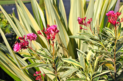 Florez Nursery: Variegated Oleander, Nerium oleander 'Splendens Variegatum'