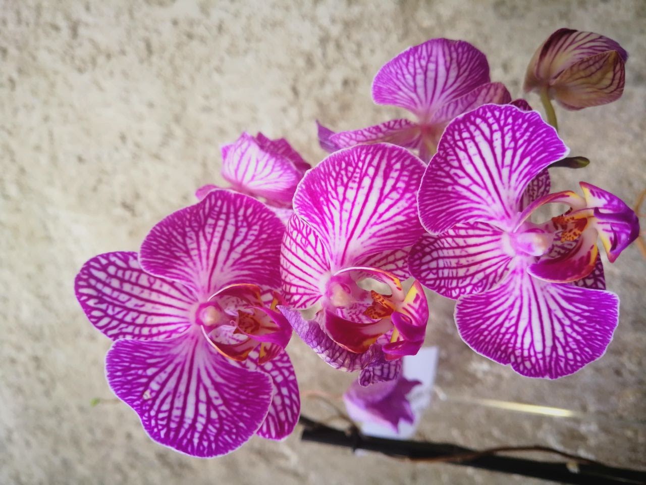 Orquídeas e mais orquídeas - NaturPorto