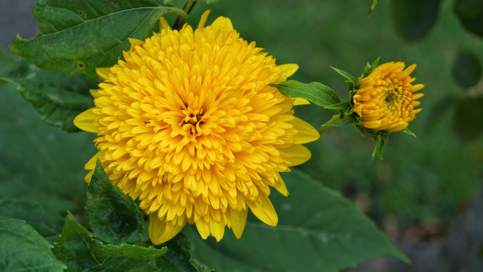 NixPixMix: PERENNIAL SUNFLOWER