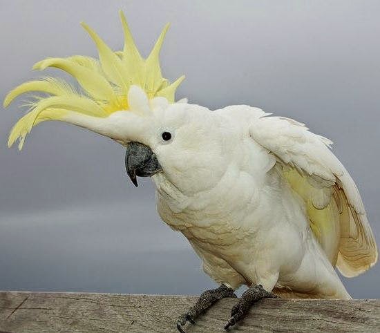 Blog si cuvinte,parlite.: Pasari