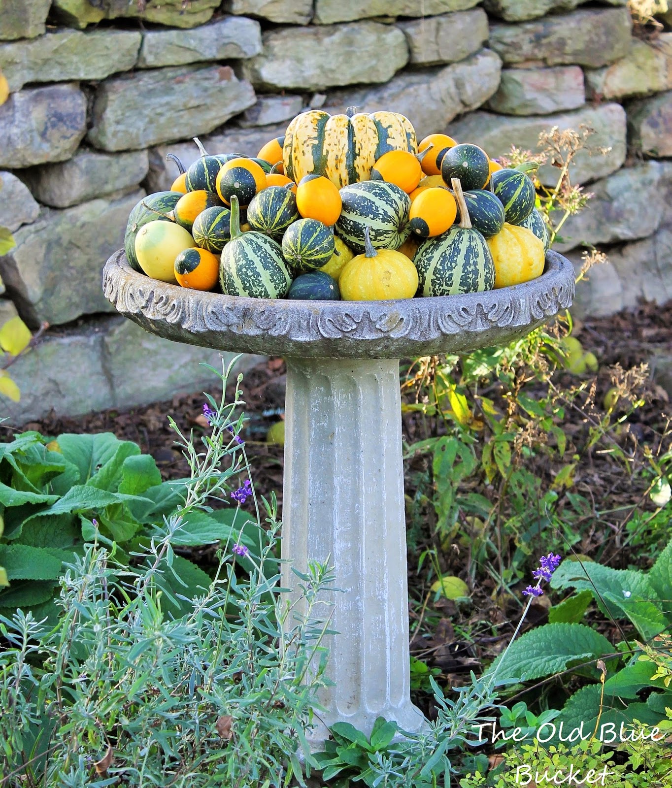 The Old Blue Bucket: Gourd Harvest