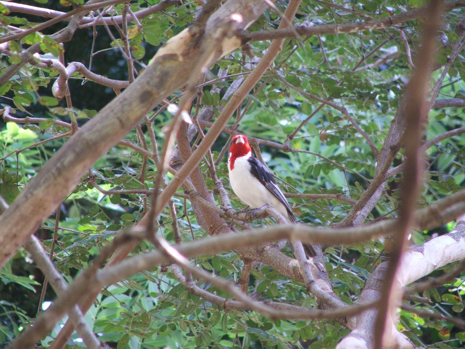 Pássaros do Muriti: Galo de Campina