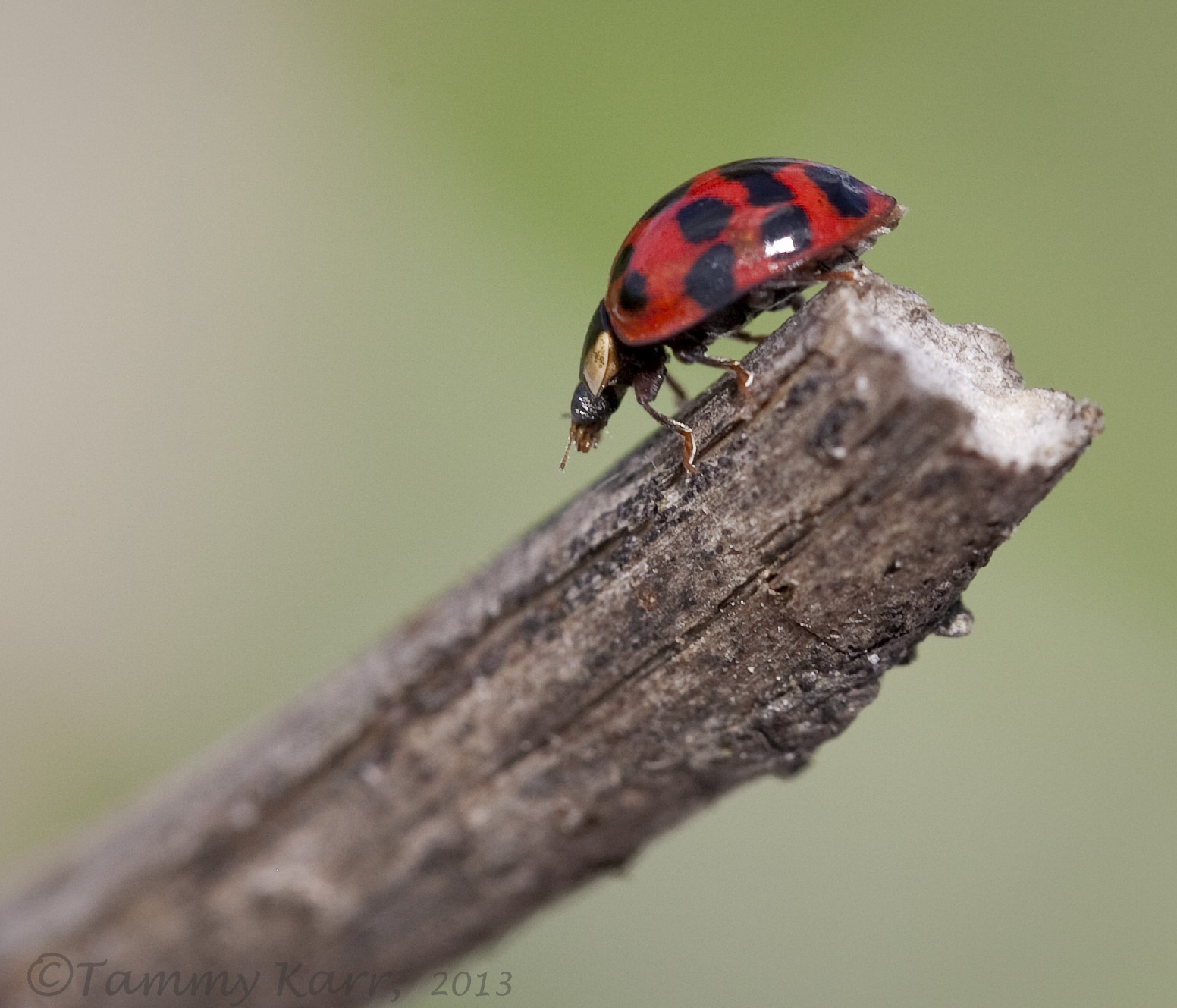 i heart florida birds: Local Happenings