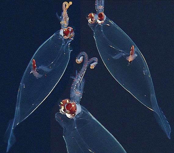 Notícias e curiosidades desse nosso mundo estranho: lula Taonius borealis