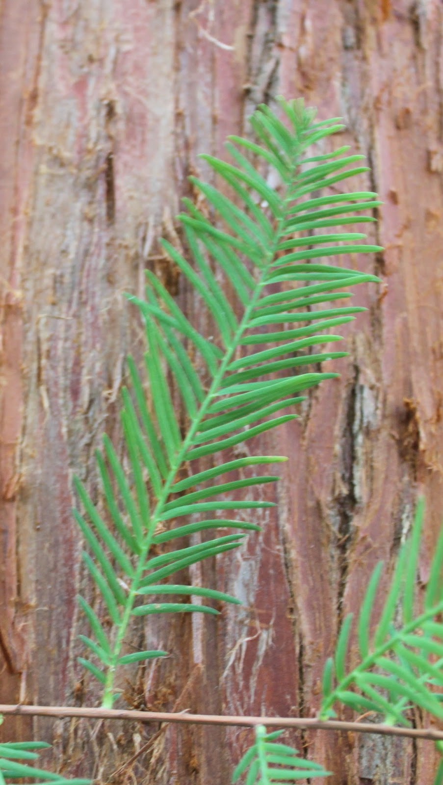 Centenary College Arboretum: Tree of the Week: Bald Cypress (Taxodium ...