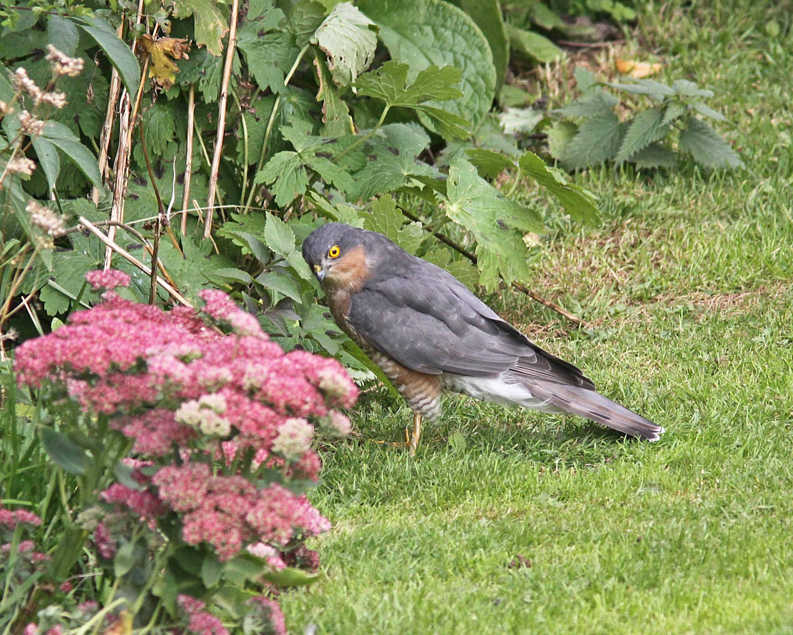 Northamptonshire Birding: Grumpy Sparrowhawk!