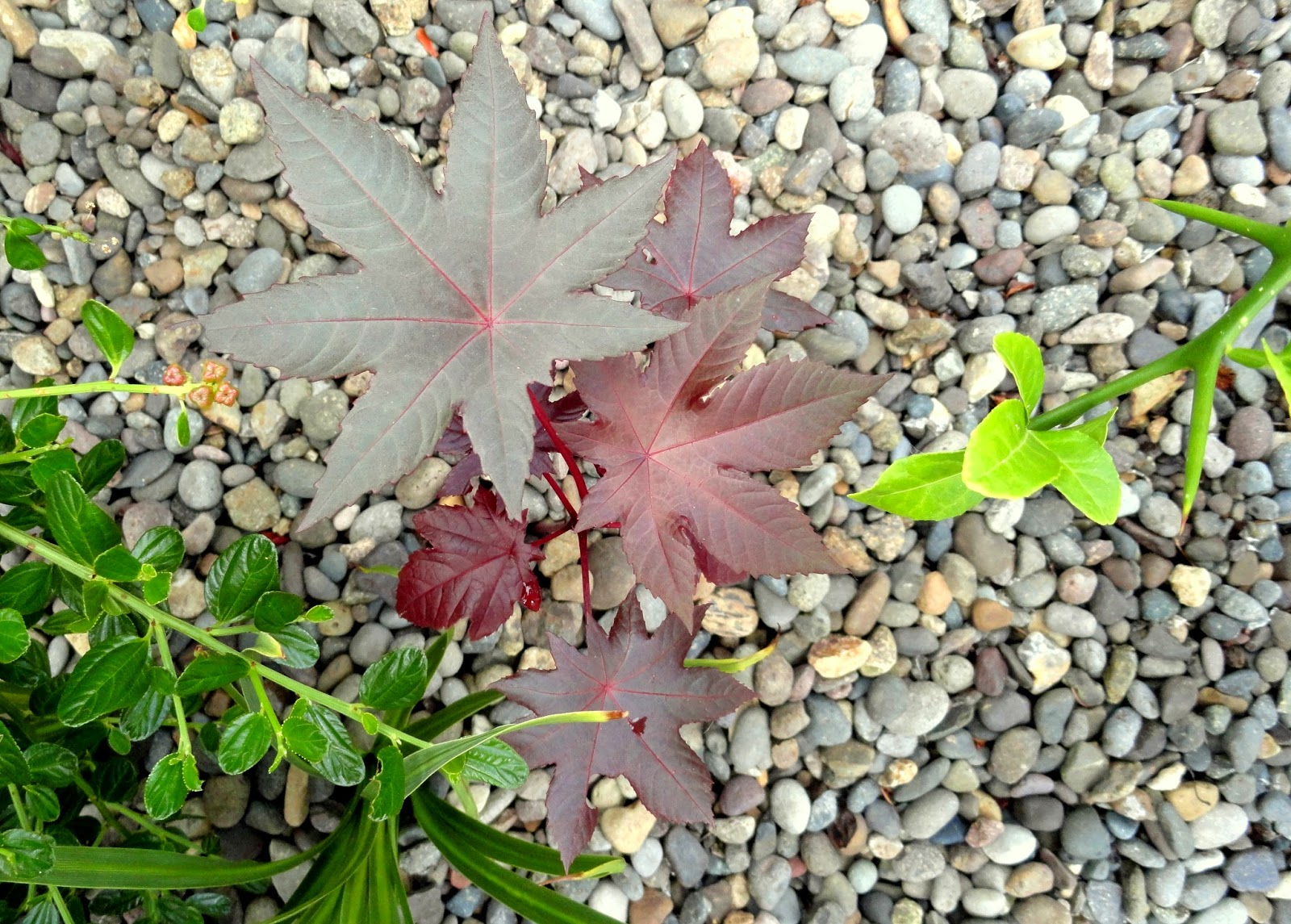 danger garden: Ricinus communis, it’s highly toxic and my favorite ...