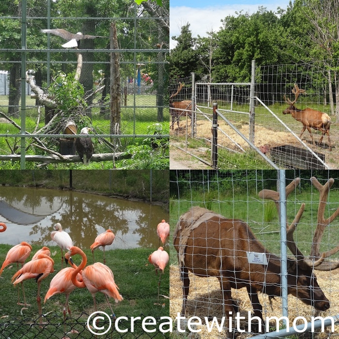 Create With Mom: Safari Niagara