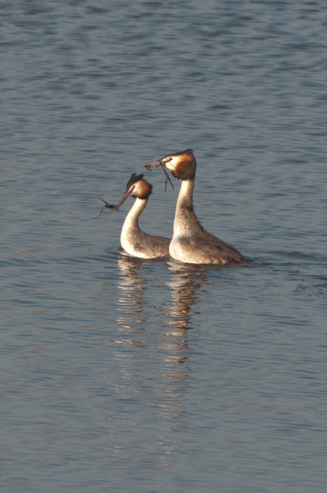 Postcards from Sussex: Courting grebes at Pagham