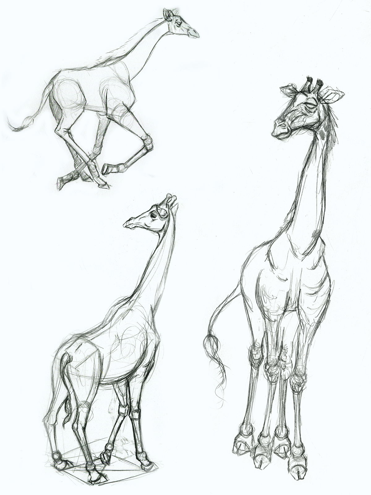 Animal Drawing and Sketching 2016: Bryan Blandine- Giraffes Zoo