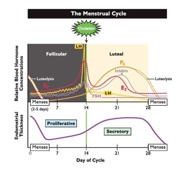 Merrily's Animal Science Journal: Female Reproduction