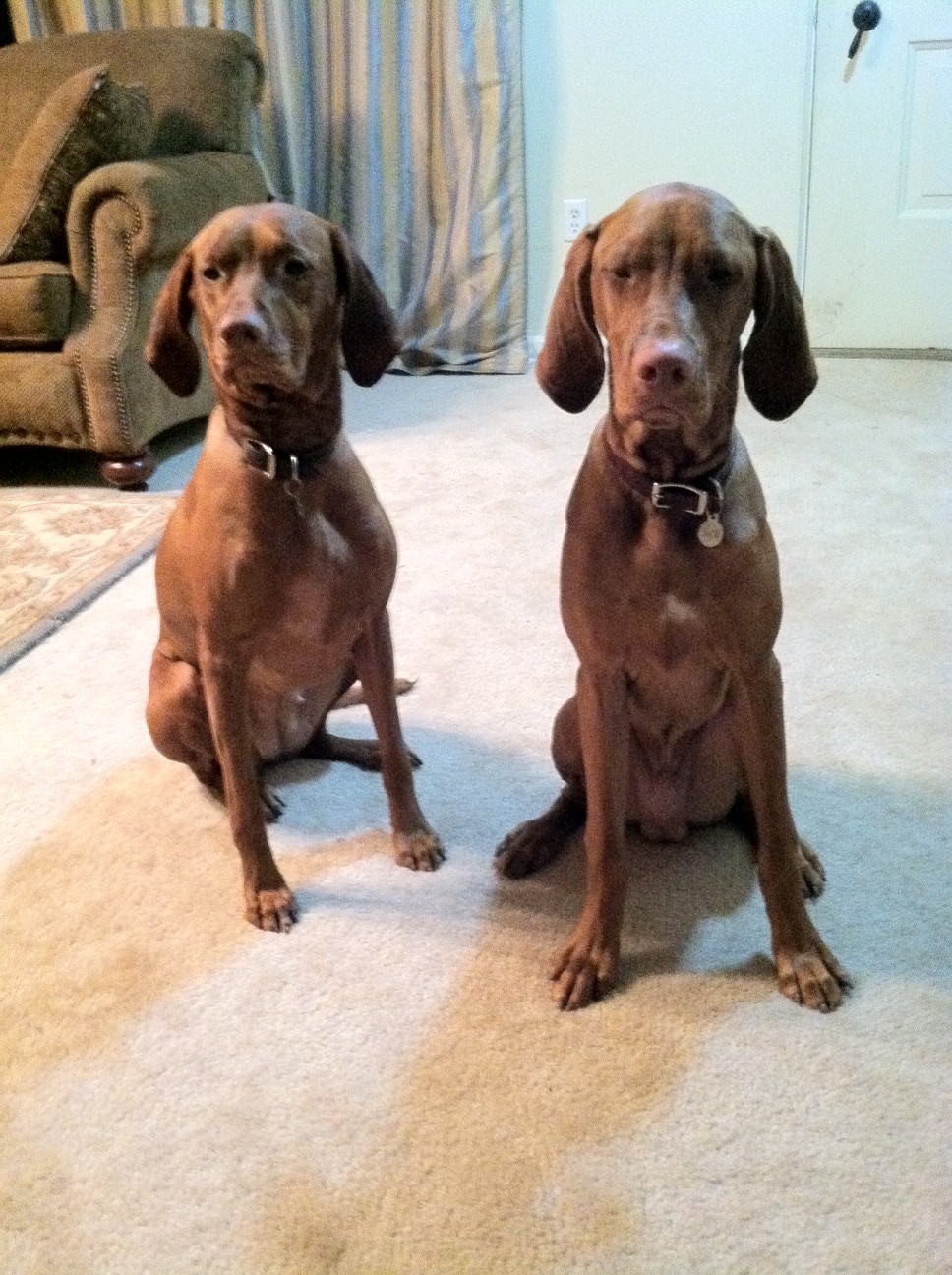 Skipfire's Gentleman Jackson