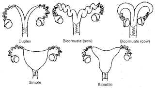 Sapi Perah: Anatomi Organ Reproduksi Betina