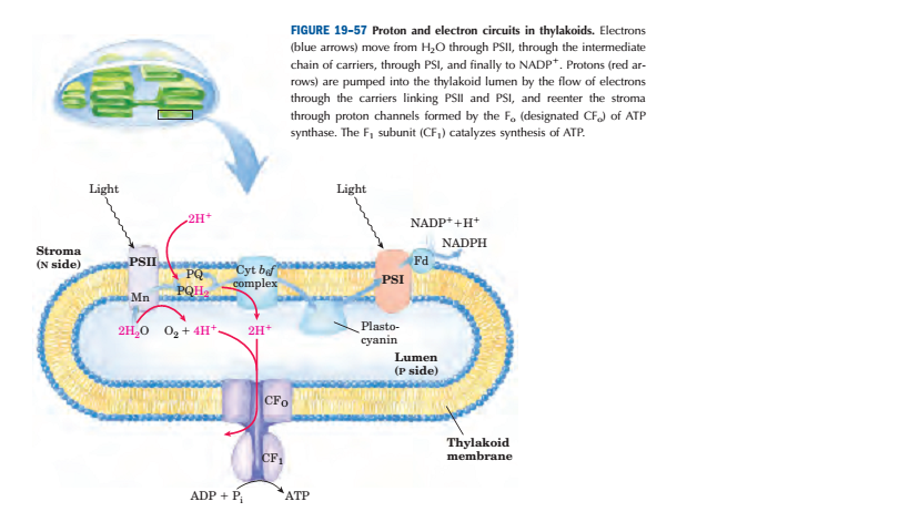 Belajar Biologi
