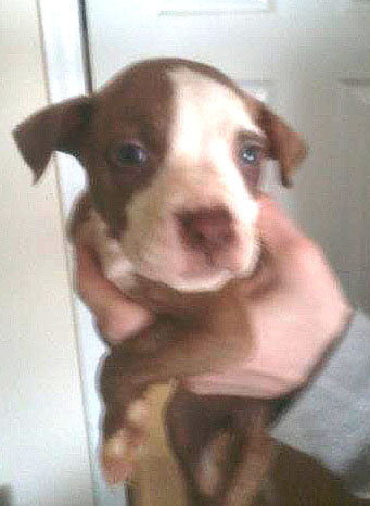 IN THE NEWS: The homicidal triad: Predictor of violence or urban myth?